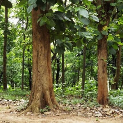 Teak Wood: The Gold Standard Of Timber