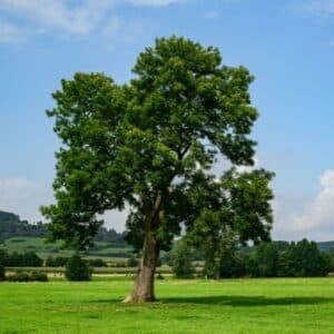 The Ultimate Guide To Ash Wood: 10 Must-Know Facts