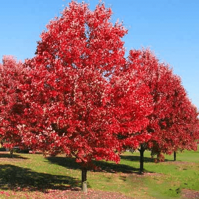 Discover Red Oak Wood: 7 Amazing Uses & Advantages