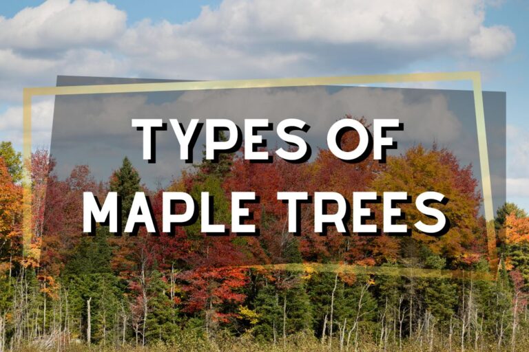 Discover 12 Types Of Maple Trees & Varieties