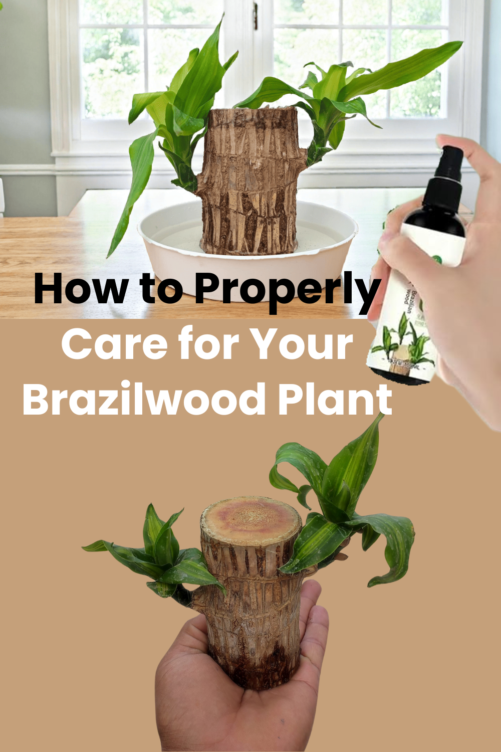 10 Stunning Benefits Of Brazilian Wood You Can't Ignore