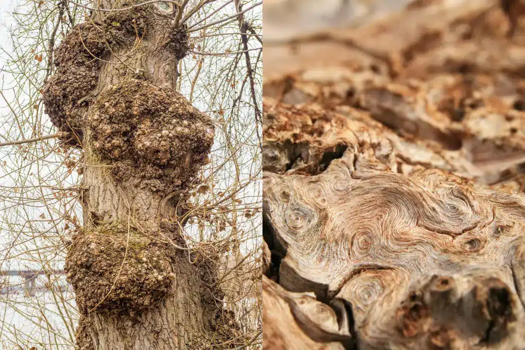 Tree Burl: 5 Secrets You Need To Know
